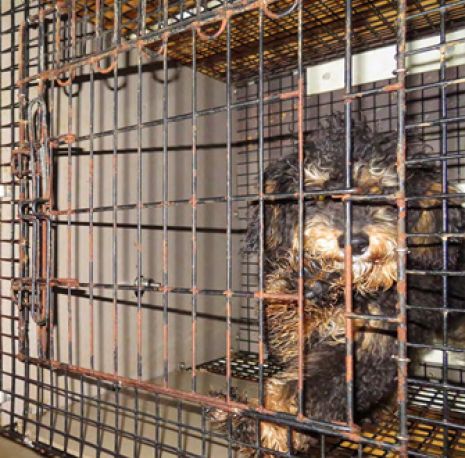 What Is a Puppy Mill? | Help Protect Mill Dogs | ASPCA