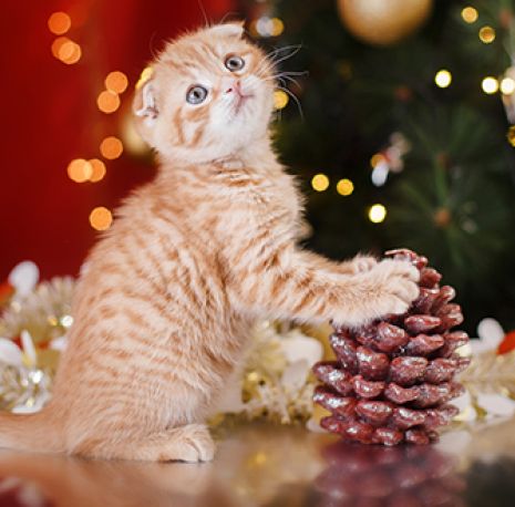 ASPCA | Official Site for the American Society for the Prevention of ...