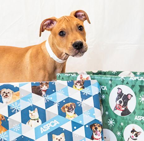 ASPCA | Official Site for the American Society for the Prevention of ...