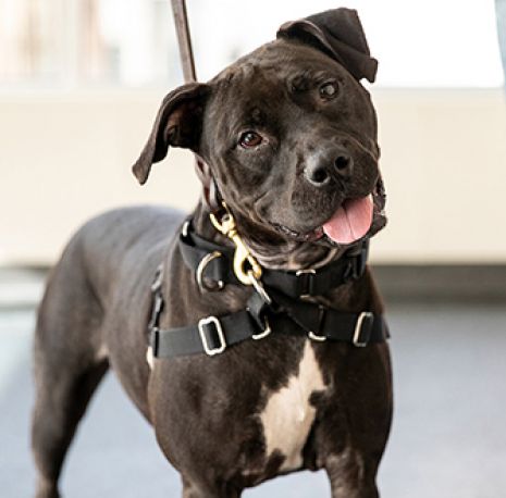 ASPCA | American Society for the Prevention of Cruelty to Animals