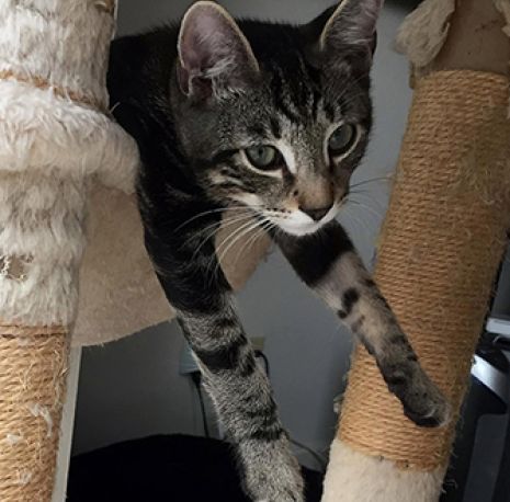 ASPCA | American Society for the Prevention of Cruelty to Animals