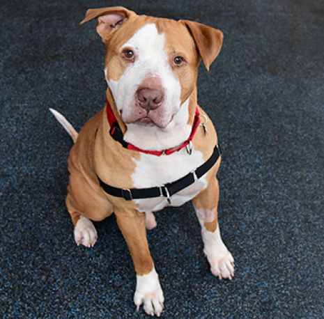 ASPCA | American Society for the Prevention of Cruelty to Animals