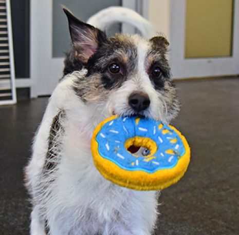 ASPCA | American Society for the Prevention of Cruelty to Animals