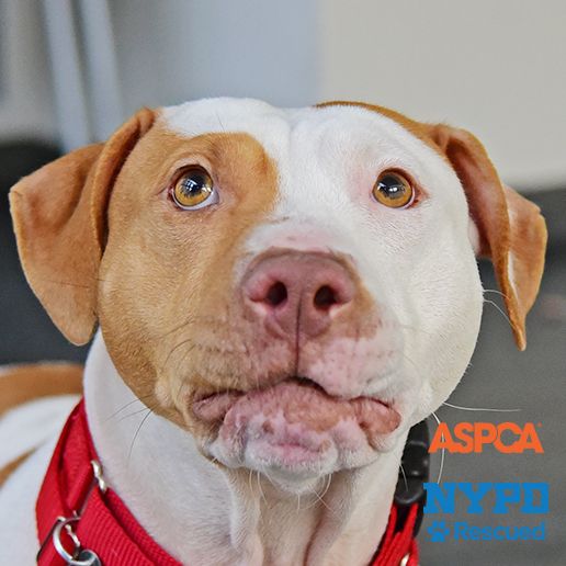 Adoptable Dogs | NYC Adoption Center | ASPCA