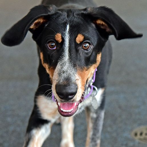 Adoptable Dogs | NYC Adoption Center | ASPCA