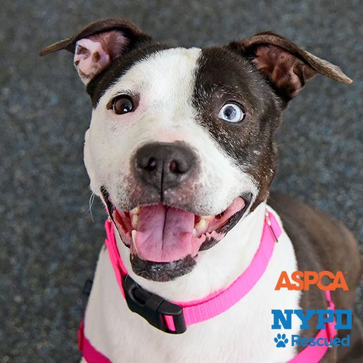 Adoptable Dogs | NYC Adoption Center | ASPCA