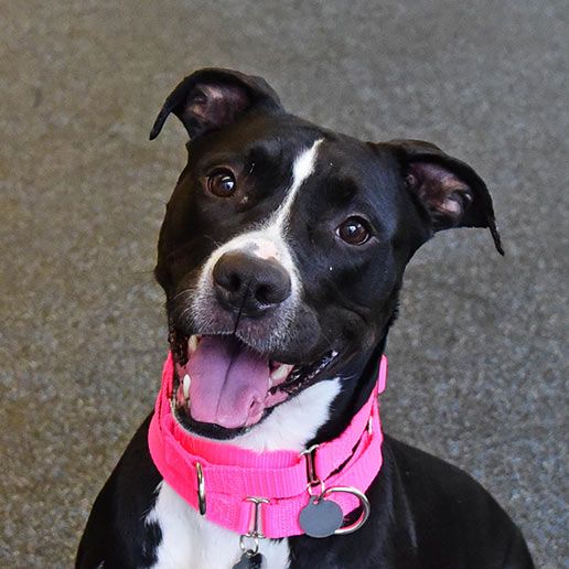 Adoptable Dogs | NYC Adoption Center | ASPCA
