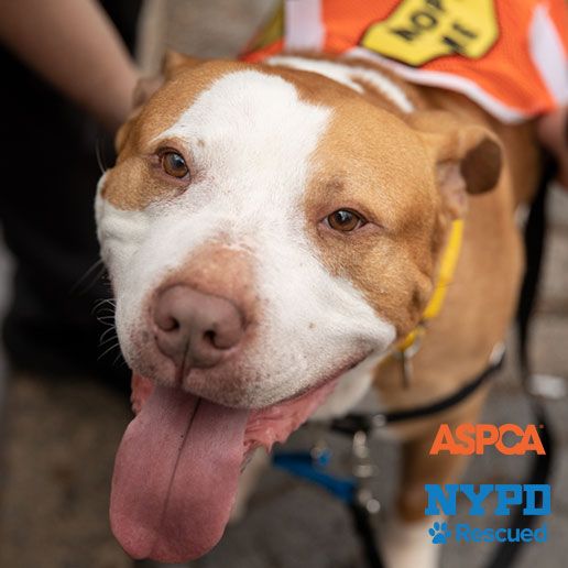 Adoptable Dogs | NYC Adoption Center | ASPCA