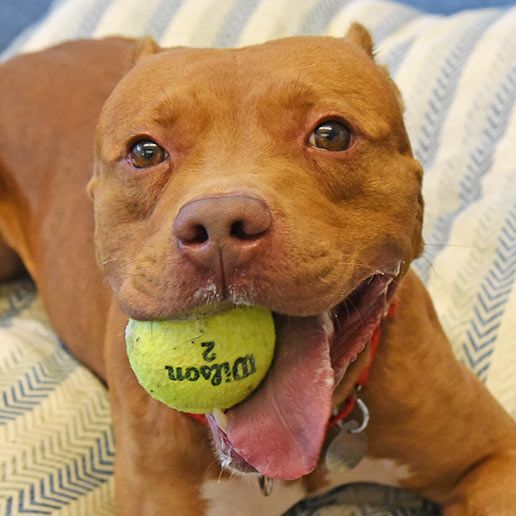 Adoptable Dogs | NYC Adoption Center | ASPCA