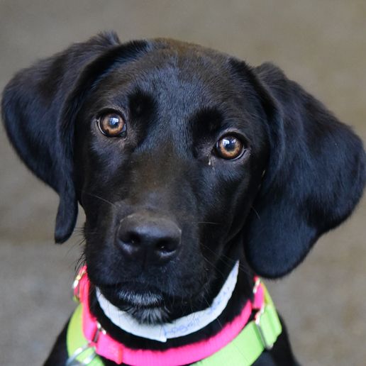 Adoptable Dogs | NYC Adoption Center | ASPCA