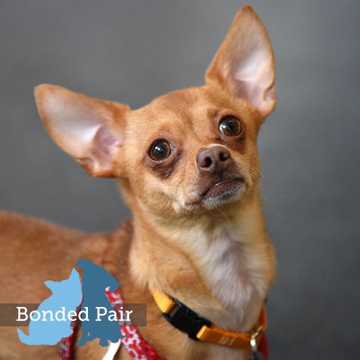 Adoptable Dogs | NYC Adoption Center | ASPCA