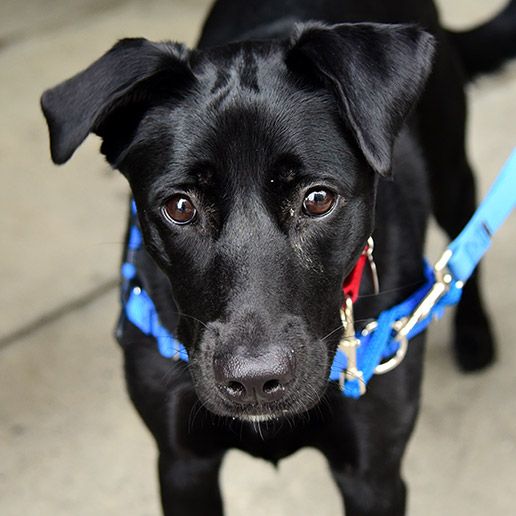 Adoptable Dogs | NYC Adoption Center | ASPCA