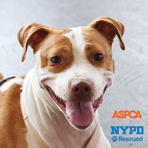 Adoptable Dogs | ASPCA