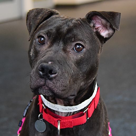 Adoptable Dogs | NYC Adoption Center | ASPCA