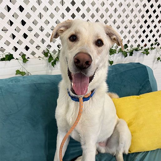 Ohio Adoptable Dogs and Cats | ASPCA