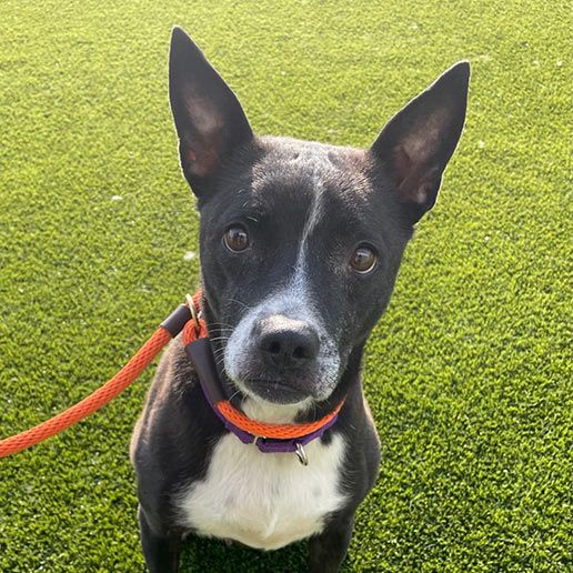 Ohio Adoptable Dogs and Cats | ASPCA