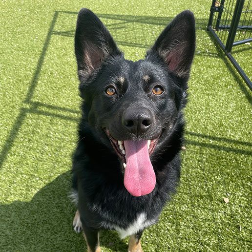 Ohio Adoptable Dogs and Cats | ASPCA