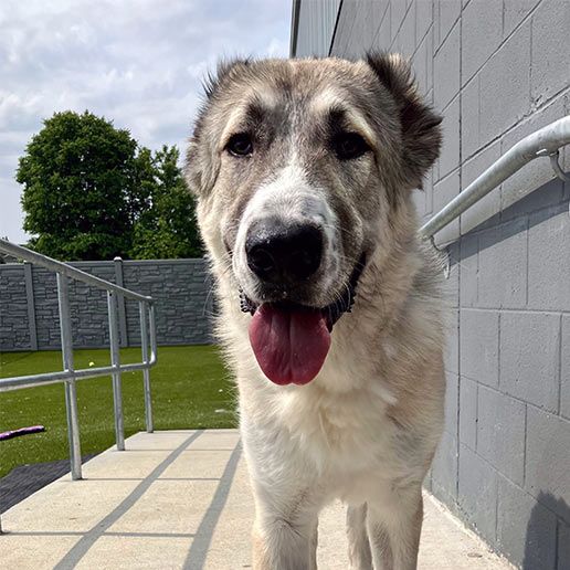 Ohio Adoptable Dogs and Cats | ASPCA