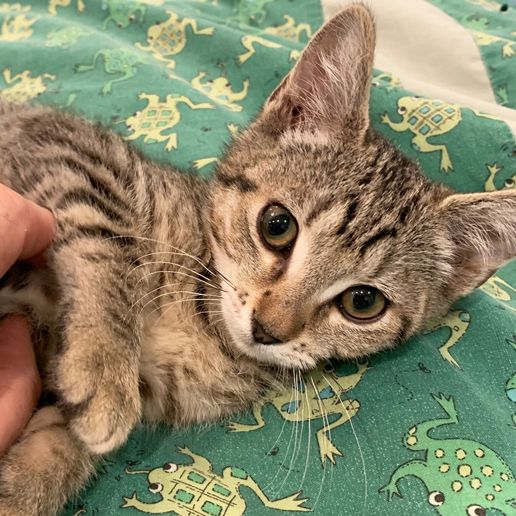 Adoptable Cats and Kittens | Los Angeles | Adopt a Pet | ASPCA