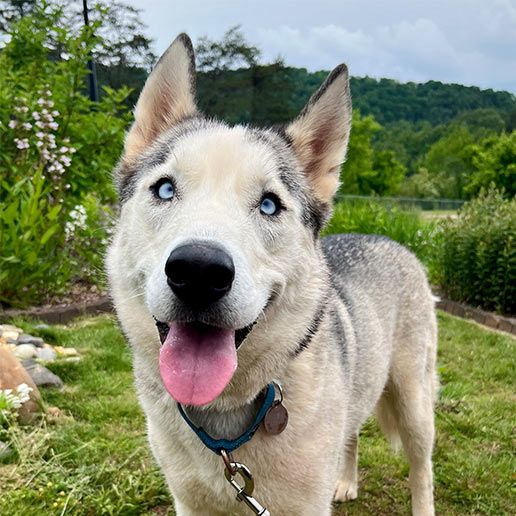 North Carolina Adoptable Dogs | Asheville Dogs | ASPCA
