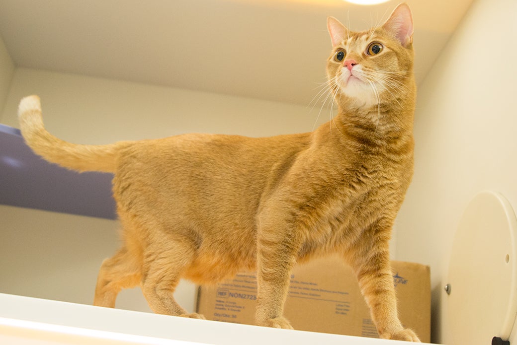 Sunspot | ASPCA