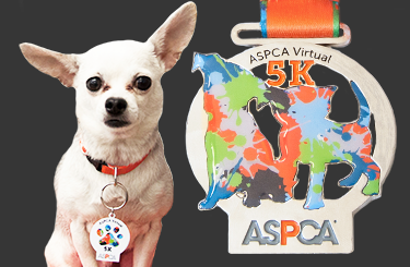 Adoptable Dogs in Your Local Shelter | ASPCA