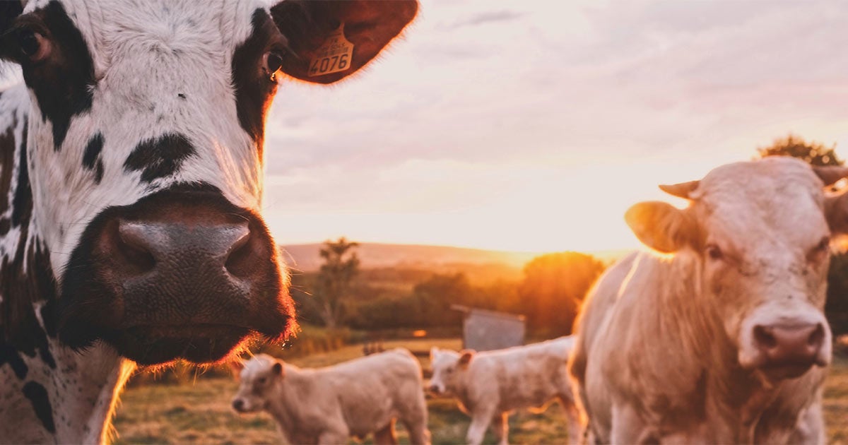 Farm Animals | Environment | Shop With Your Heart | ASPCA