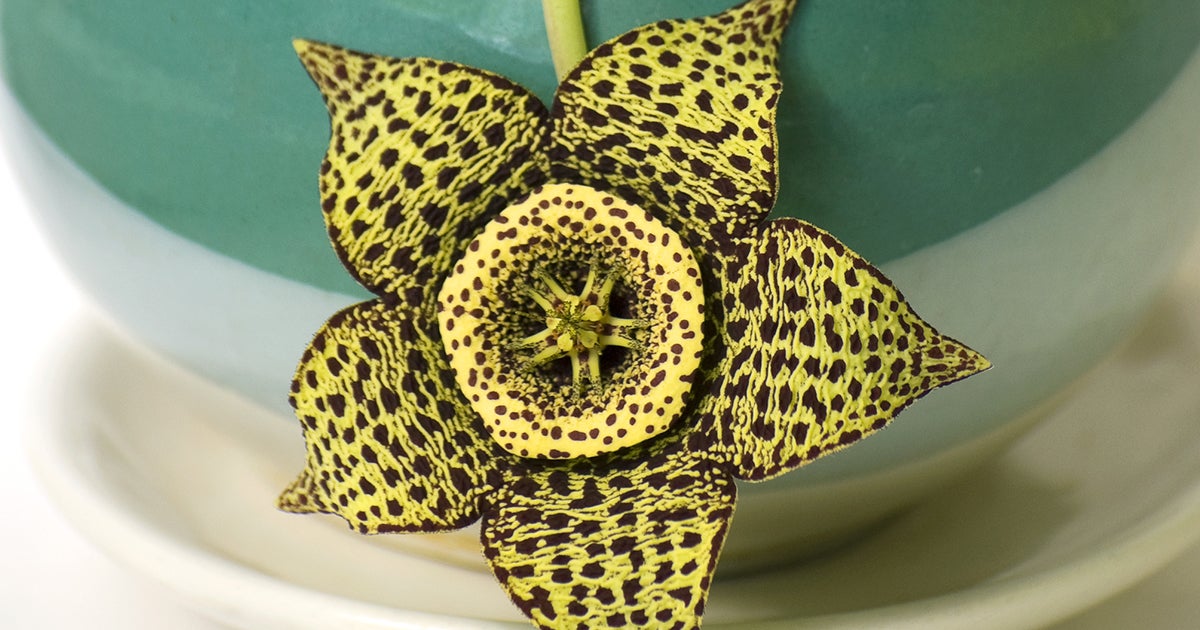 Toad Spotted Cactus | ASPCA