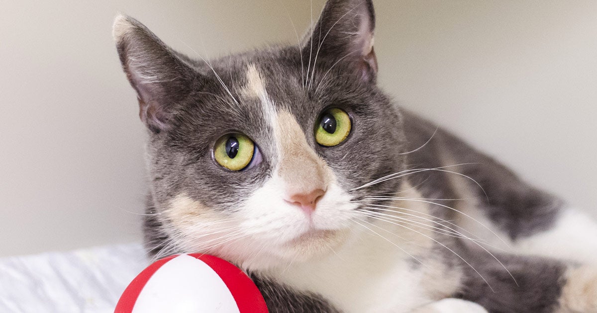 Tootsie | ASPCA