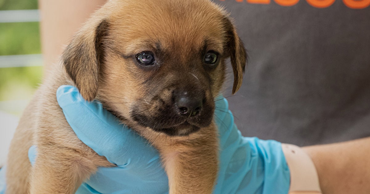 Improving Laws for Animals | ASPCA