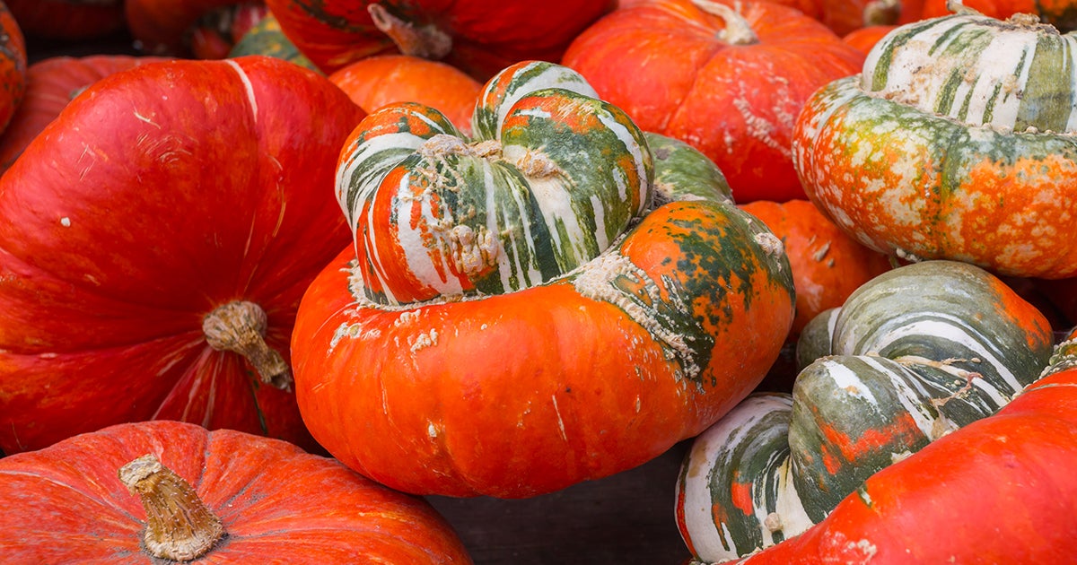 Turban Squash | ASPCA