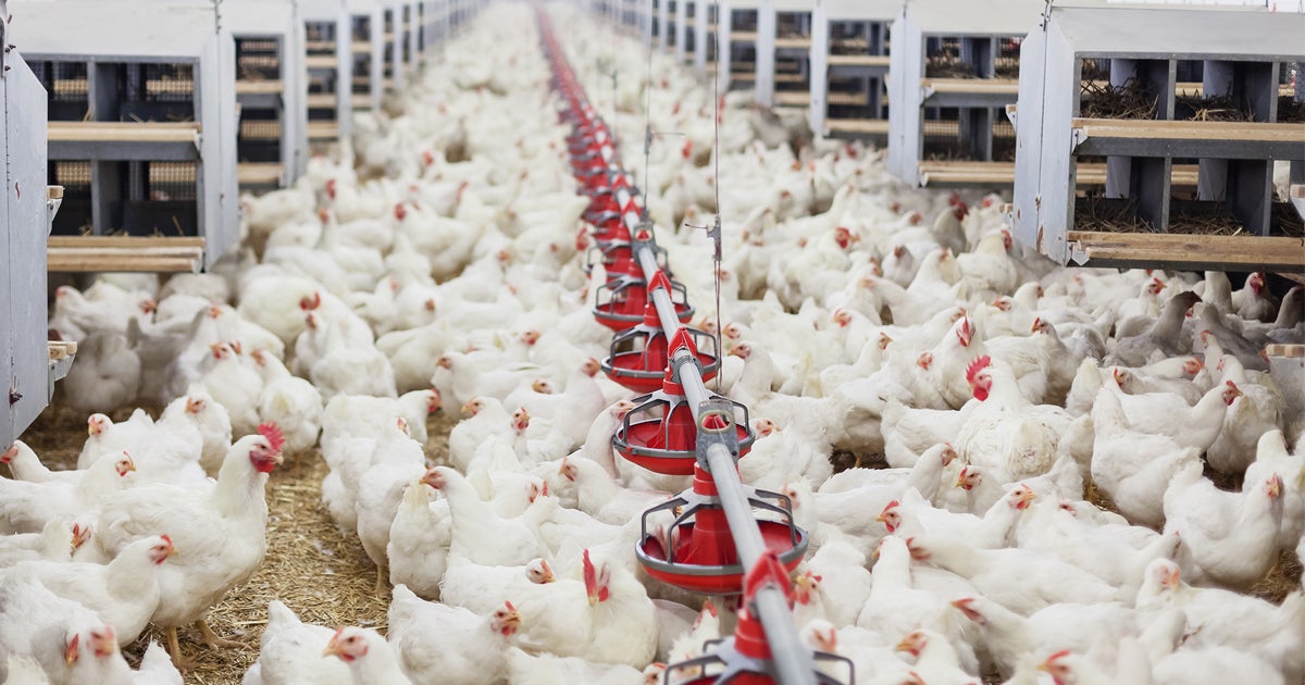 Tell USDA: “Free Range” Should Mean Higher Welfare Standards for ...