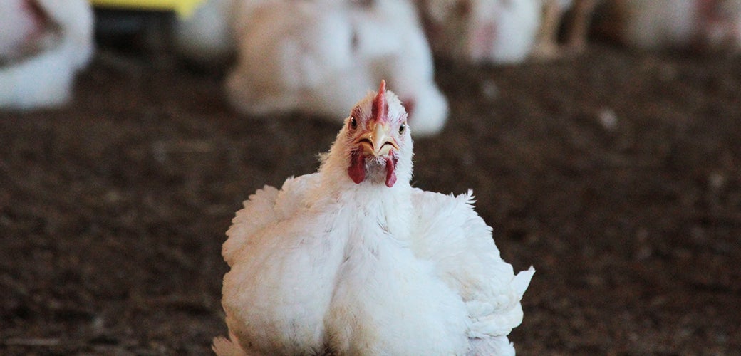 Watch One Chicken Make a Break for It! | ASPCA