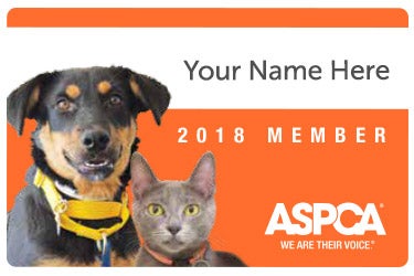 Ways to Give | Donate | Charitable Contributions | ASPCA